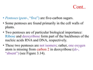 Carbohydrate | PPTX