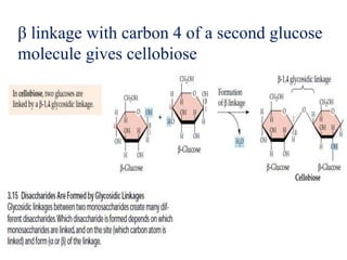 Carbohydrate | PPTX