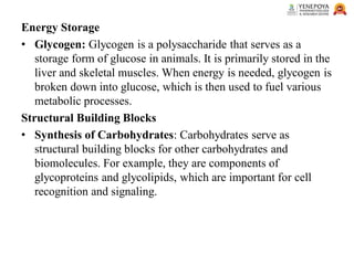 Comprehensive Overview of Carbohydrates: Classification, Properties ...