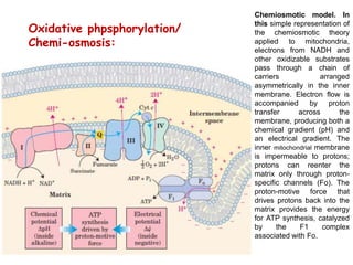 Carbohydrate 4 | PPT