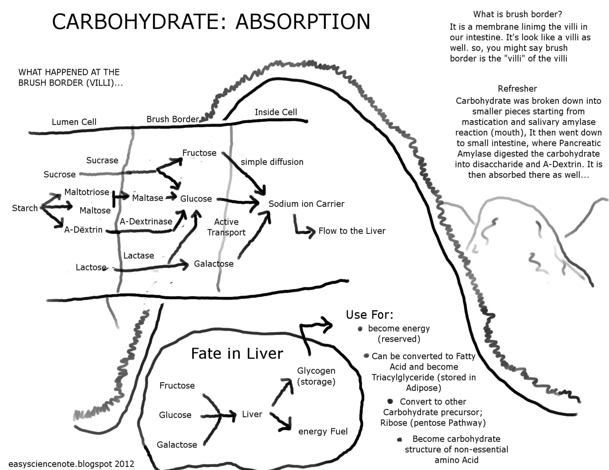 Carbohydrate absorption | PDF