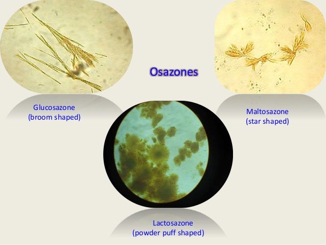 CARBOHYDRATE CHEMISTRY