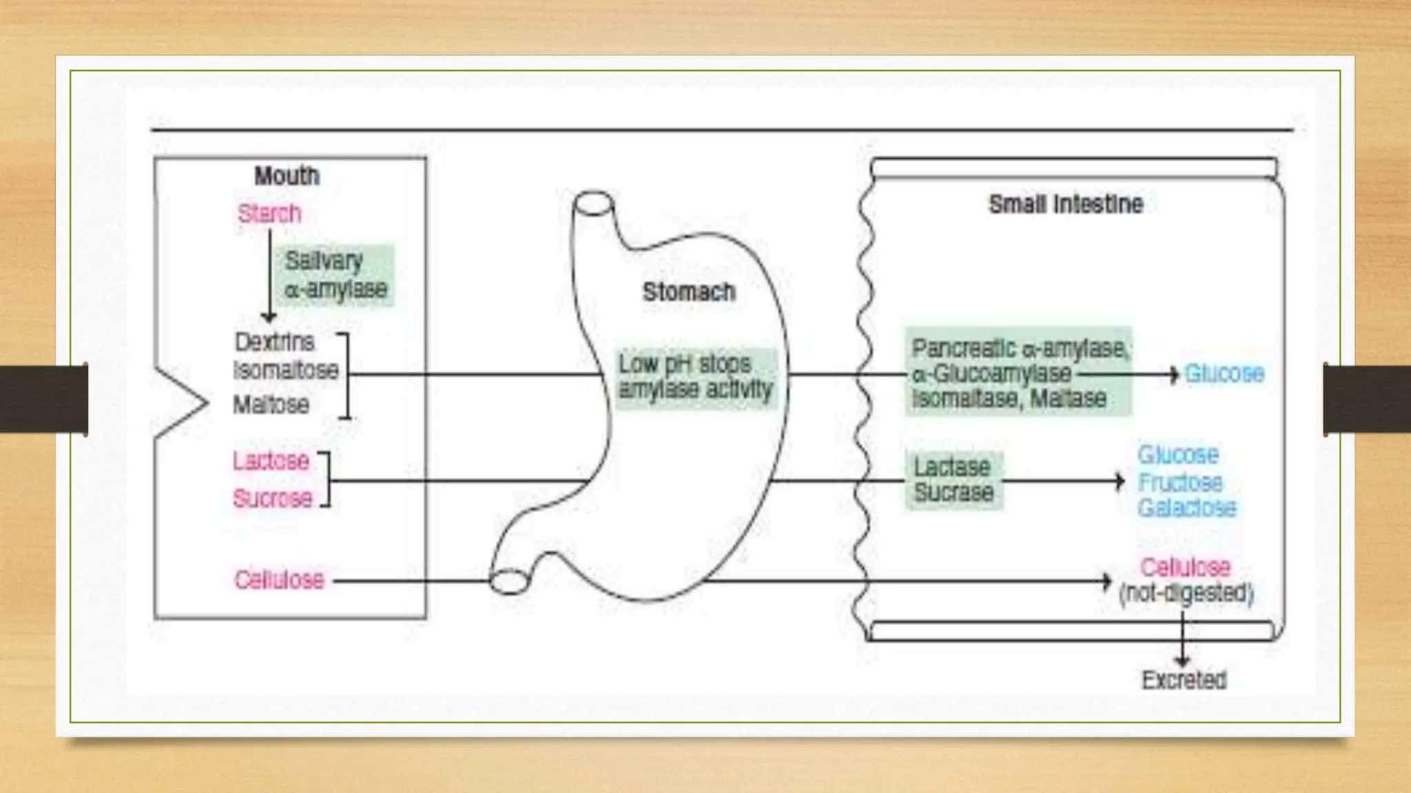 Carbohydrate digestion and absorption.pptx