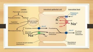 Carbohydrate digestion and absorption.pptx