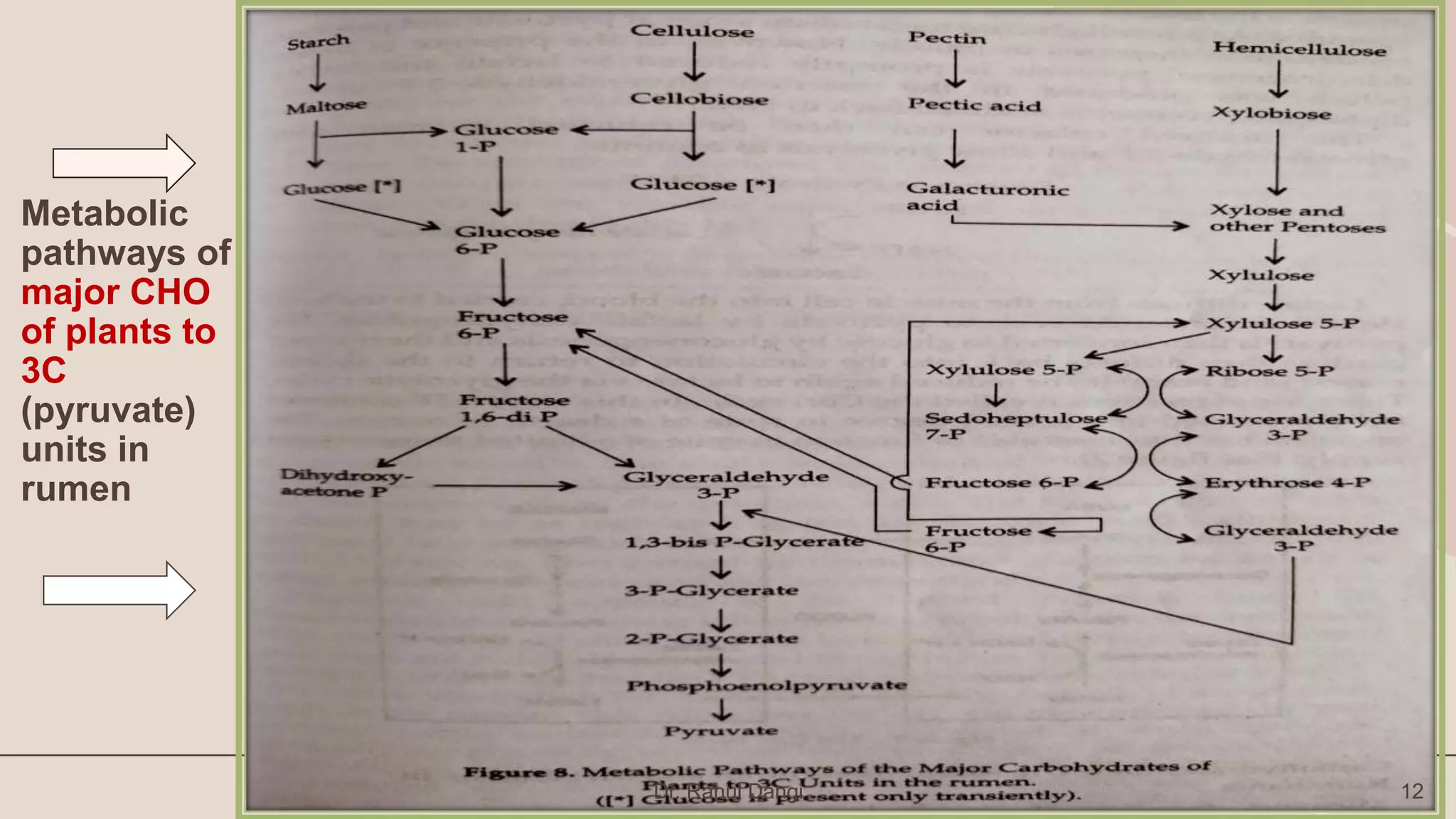 Carbohydrate digestion and metabolism in Ruminants Carbohydrate ...