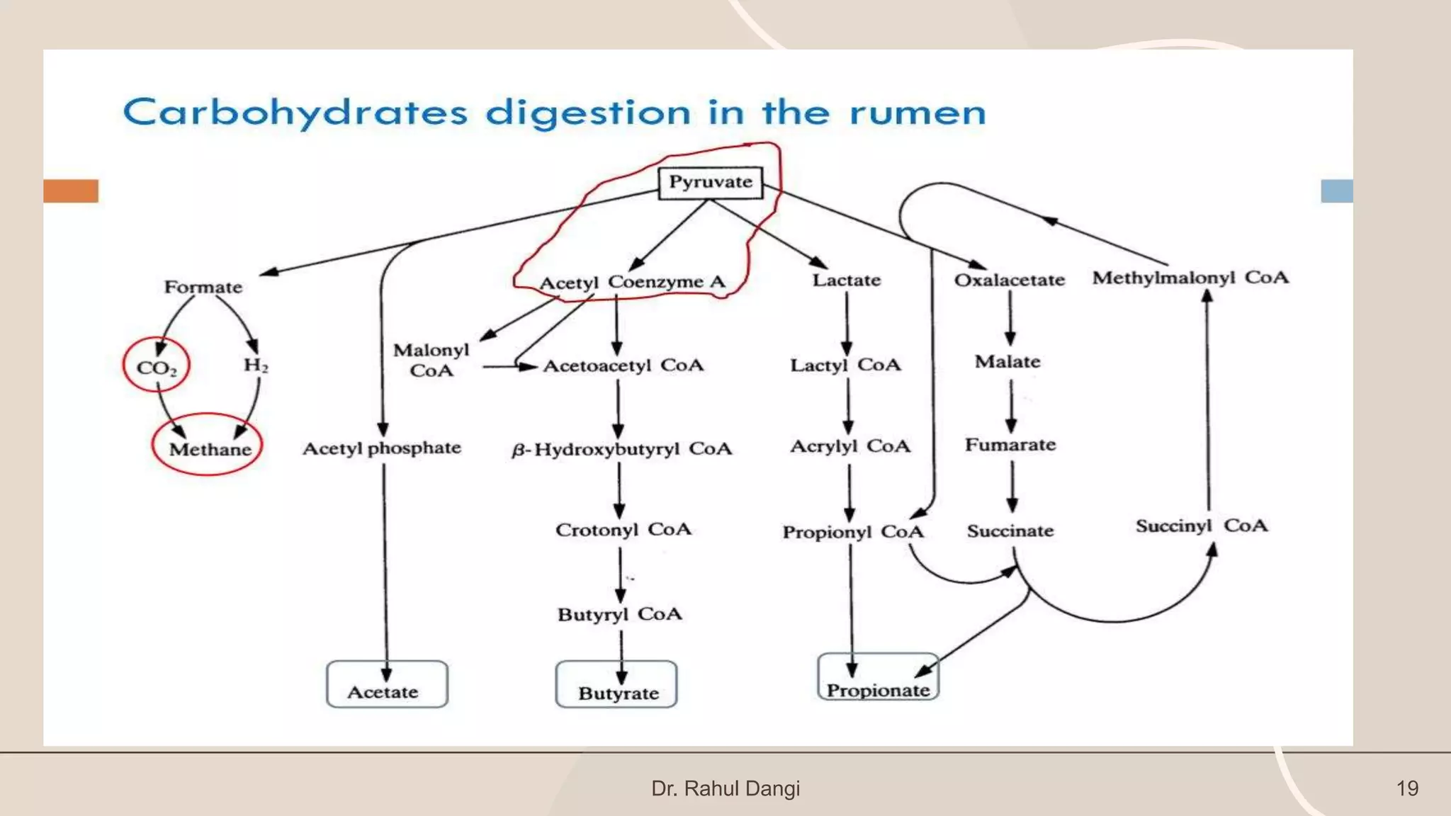 Carbohydrate digestion and metabolism in Ruminants Carbohydrate ...