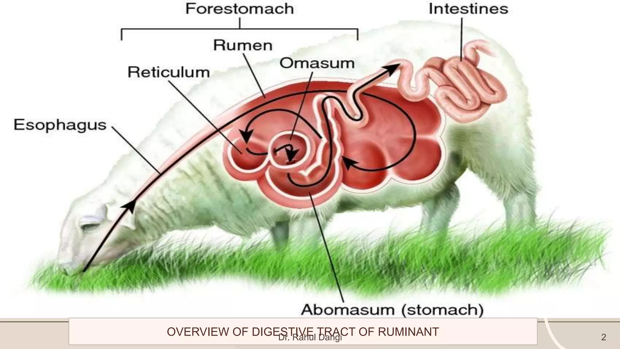 Carbohydrate digestion and metabolism in Ruminants Carbohydrate ...