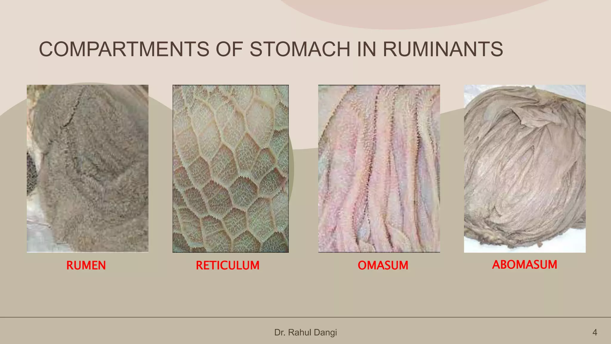 Carbohydrate digestion and metabolism in Ruminants Carbohydrate ...