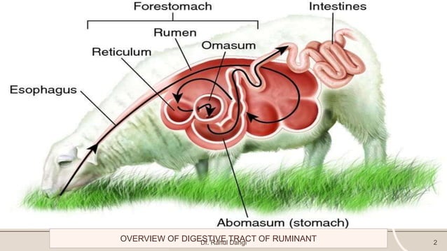 Carbohydrate digestion and metabolism in Ruminants Carbohydrate ...