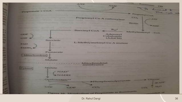 Carbohydrate digestion and metabolism in Ruminants Carbohydrate ...