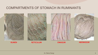 Carbohydrate digestion and metabolism in Ruminants Carbohydrate ...