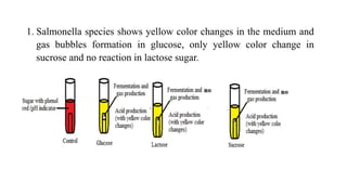 Carbohydrate fermentation test 1 | PPTX