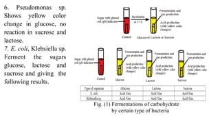 Carbohydrate fermentation test 1 | PPTX