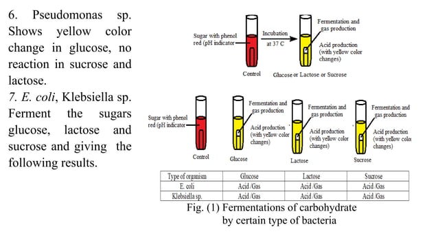 Carbohydrate fermentation test 1 | PPTX | Chemistry | Science