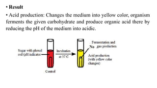 Carbohydrate fermentation test 1 | PPTX