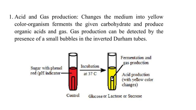 Carbohydrate fermentation test 1 | PPTX | Chemistry | Science