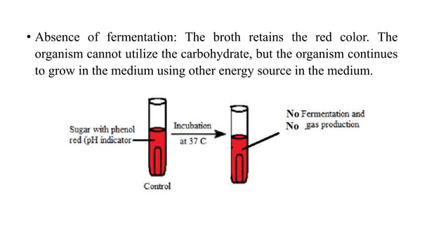 Carbohydrate fermentation test 1 | PPTX | Chemistry | Science