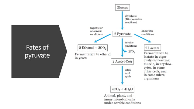 Carbohydrate & lipid Metabolism_food Sci.pdf