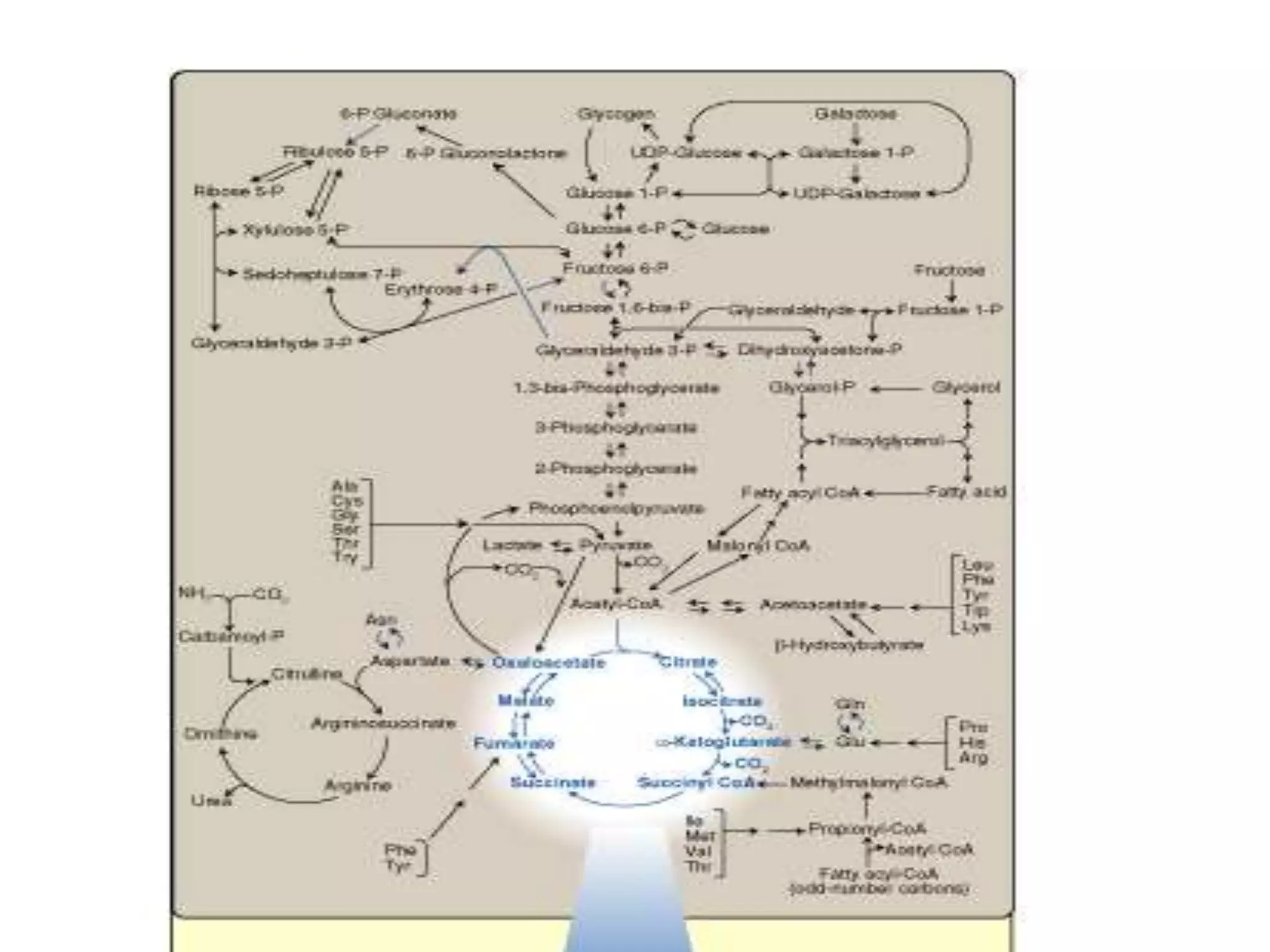 Carbohydrate Metabolism 2 Kreb S Cycle Pptx
