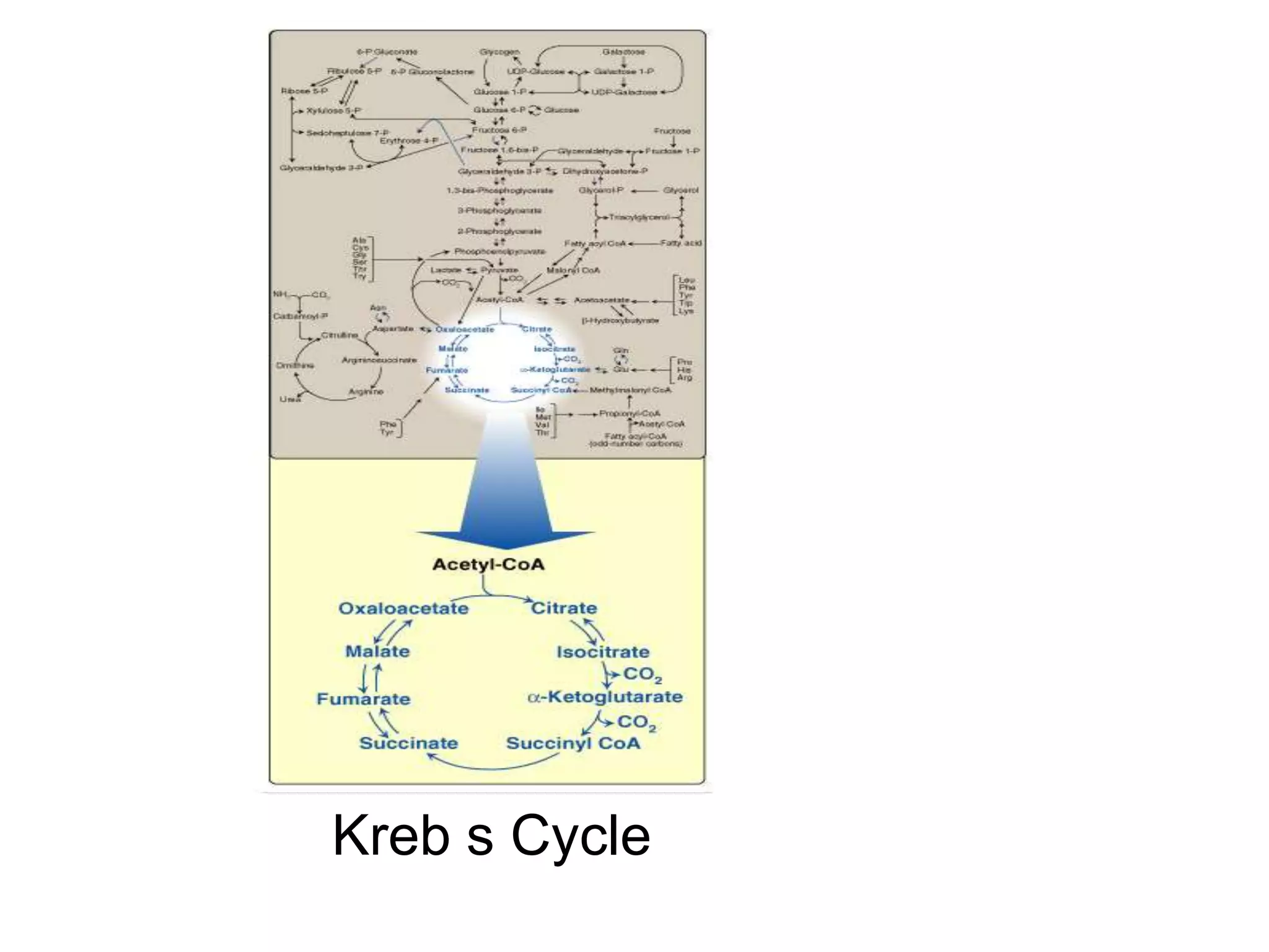 Carbohydrate metabolism . 2 kreb's cycle | PPTX