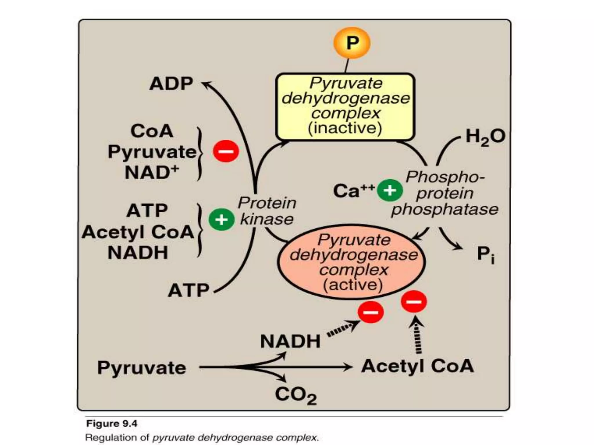 Carbohydrate Metabolism 2 Kreb S Cycle Pptx