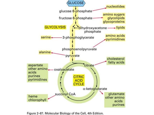 Carbohydrate Metabolism 2 Kreb S Cycle Pptx