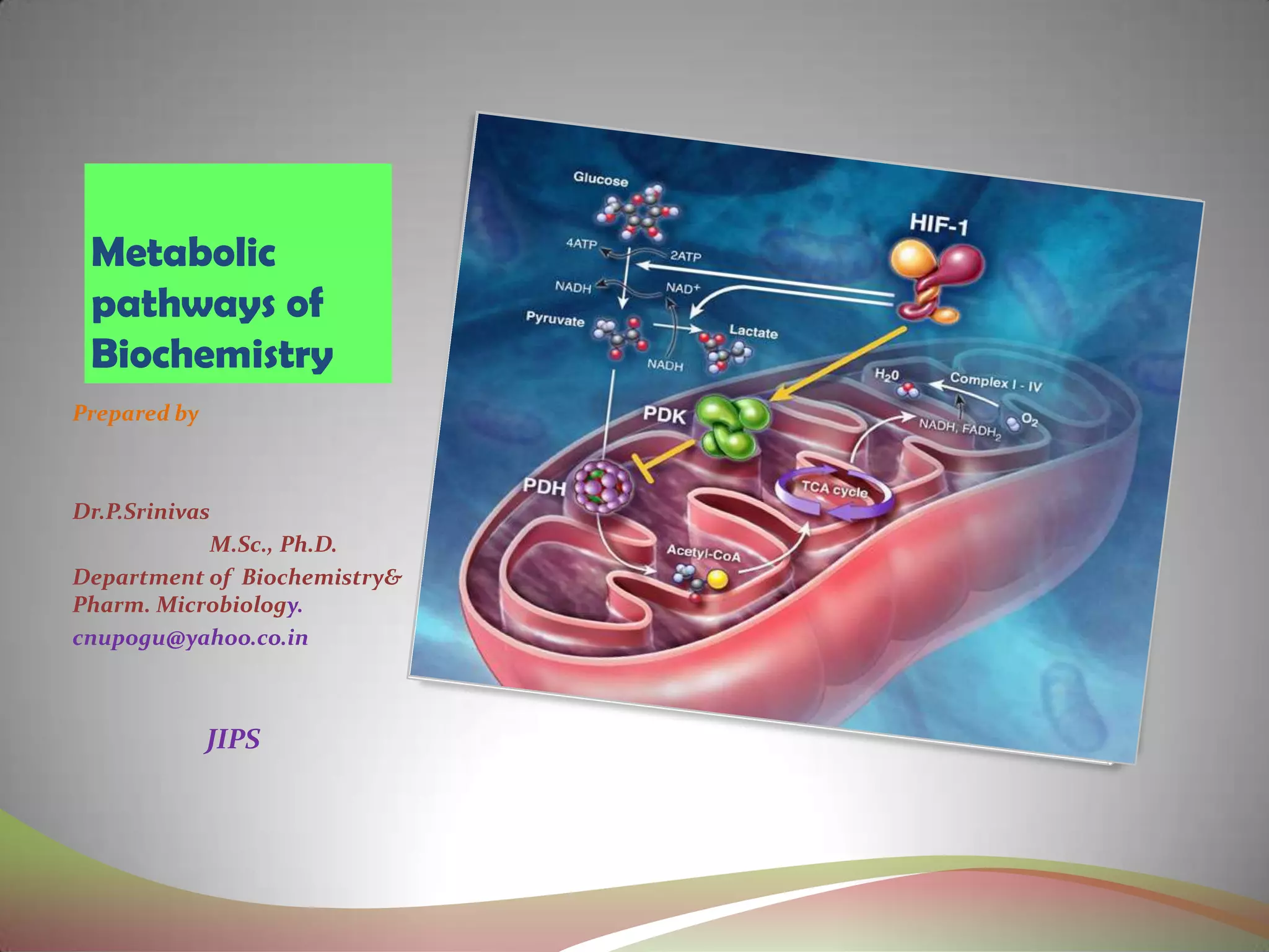 Biochemistry metabolic pathways prepared by Dr.P.srinivas | PPT