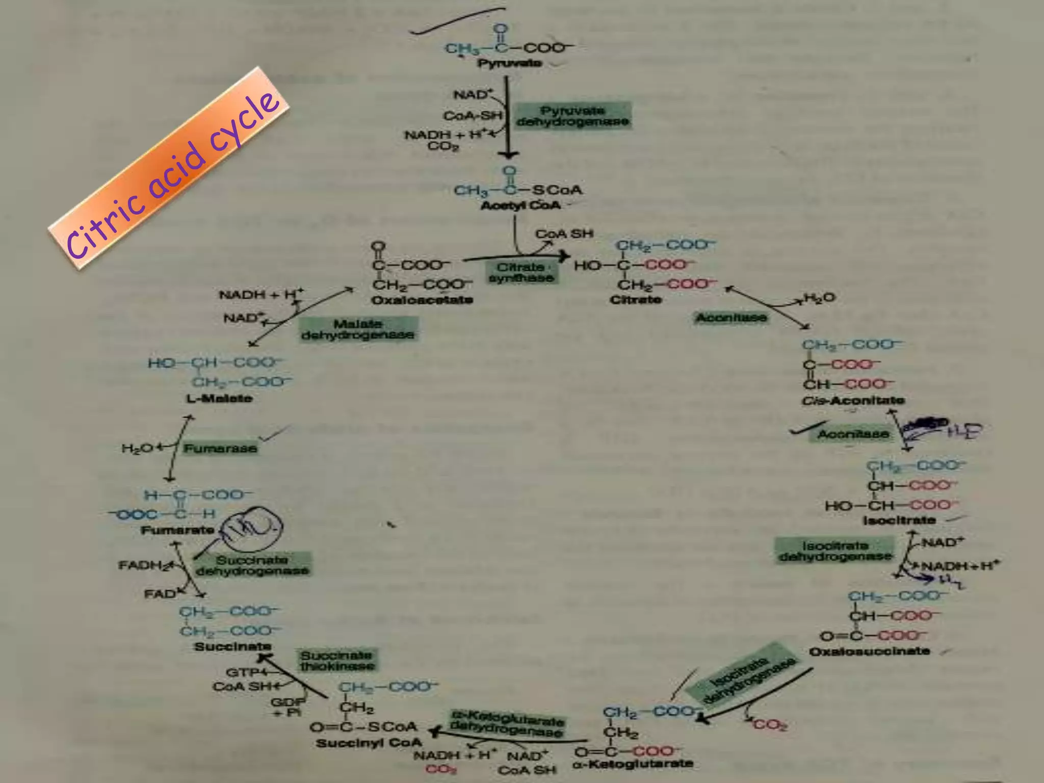 Biochemistry metabolic pathways prepared by Dr.P.srinivas | PPTX