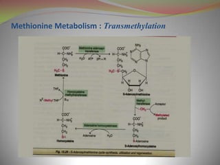 Biochemistry metabolic pathways prepared by Dr.P.srinivas | PPT