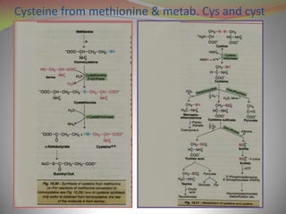 Biochemistry metabolic pathways prepared by Dr.P.srinivas | PPTX
