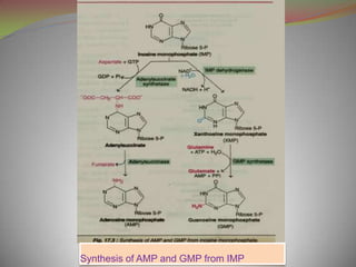 Biochemistry metabolic pathways prepared by Dr.P.srinivas | PPT