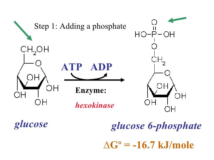Carbohydrate Metabolism