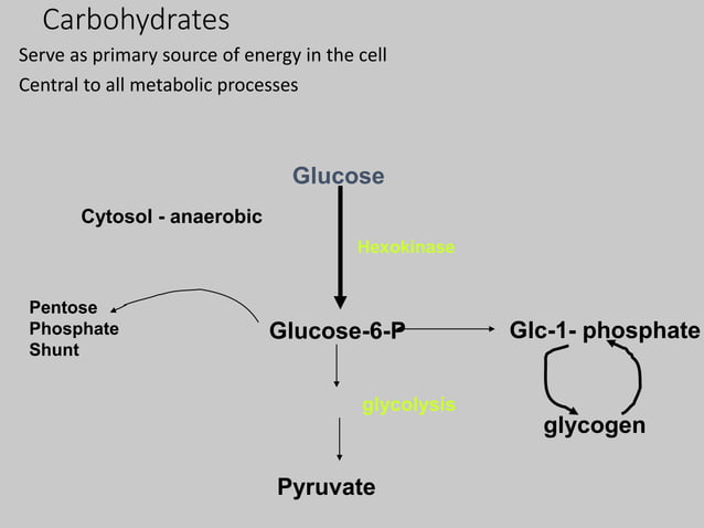 Carbohydrate metabolism | PPT