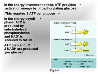 Carbohydrate metabolism | PPT
