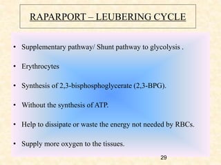 Carbohydrate metabolism | PPT