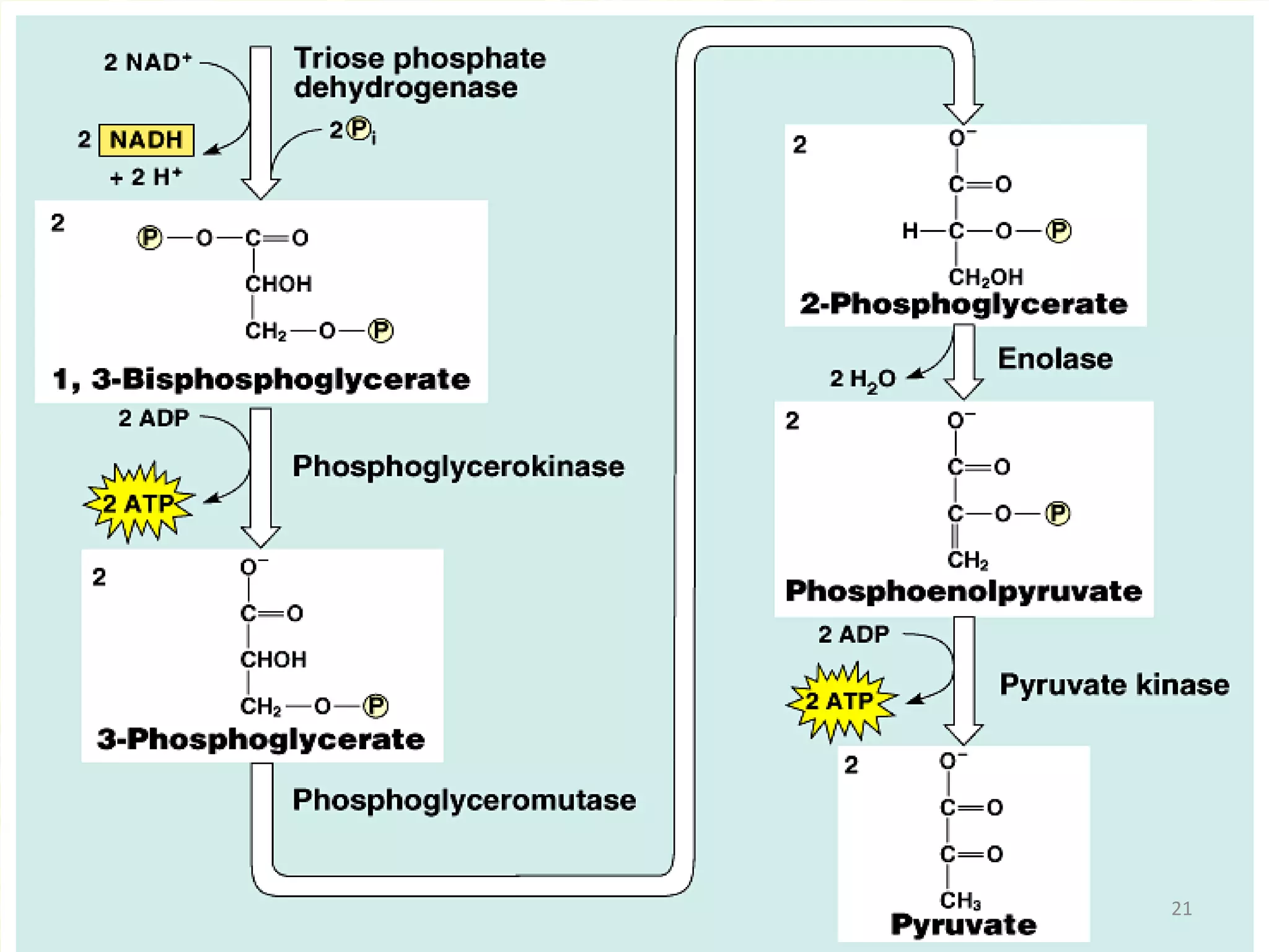 Carbohydrate metabolism | PPTX
