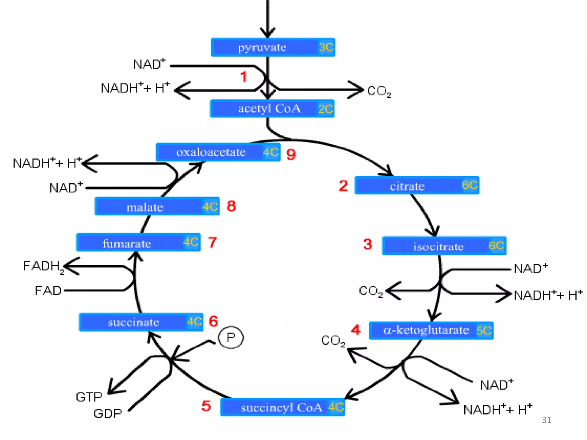 Carbohydrate metabolism | PPTX