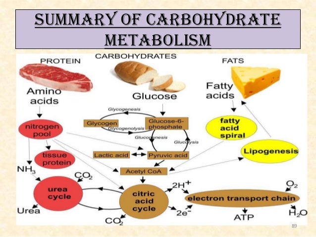Carbohydrate metabolism