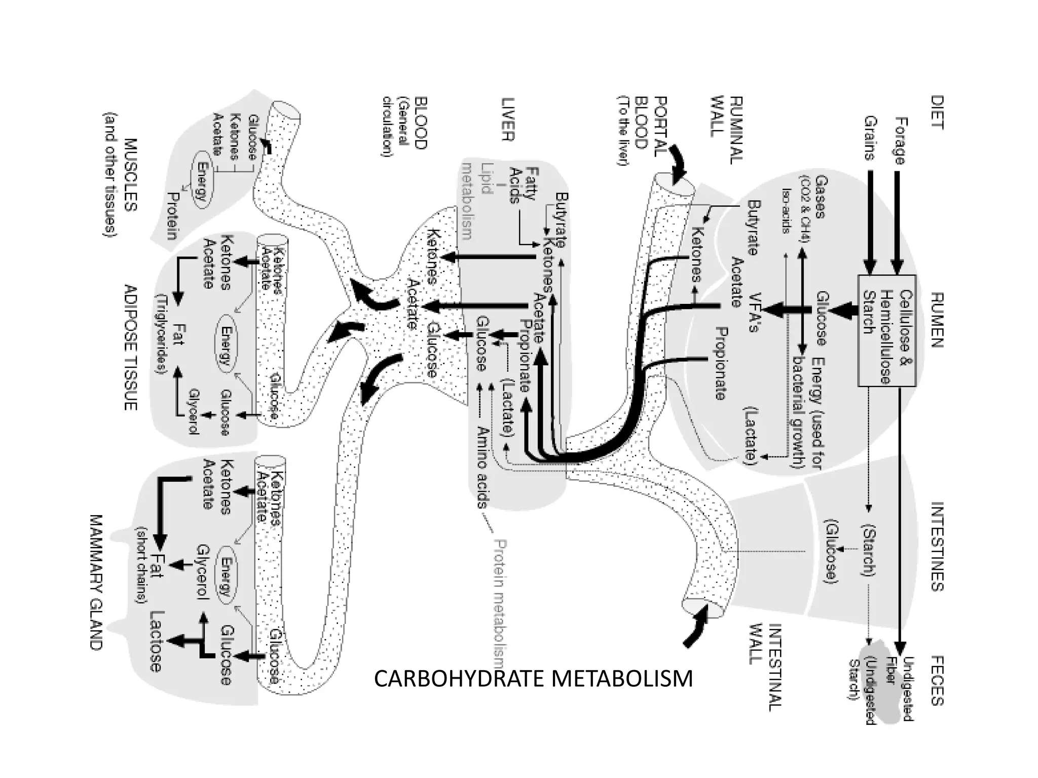 Carbohydrate Metabolism (Animal Nutrition) | PPTX
