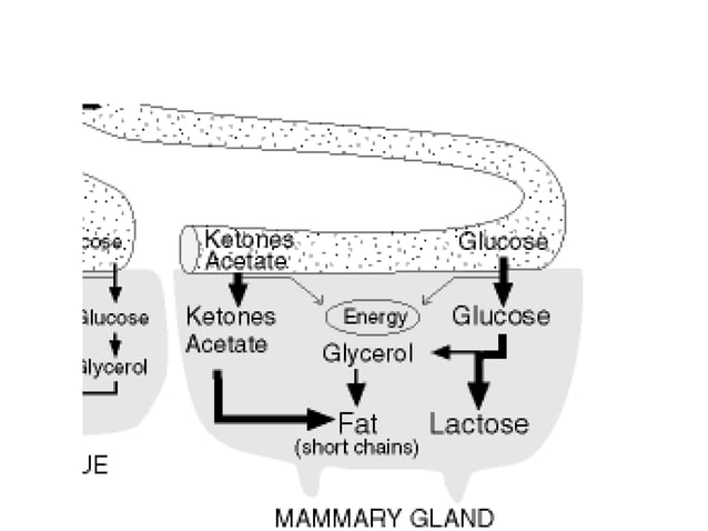 Carbohydrate Metabolism (Animal Nutrition) | PPTX | Chemistry | Science