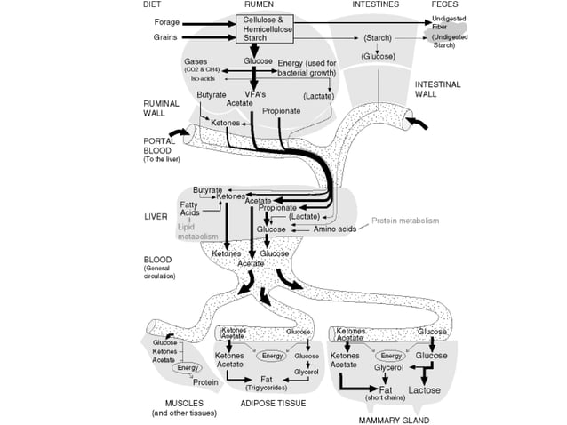 Carbohydrate Metabolism (Animal Nutrition) | PPTX | Chemistry | Science