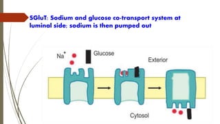 Carbohydrate metabolism | PPTX