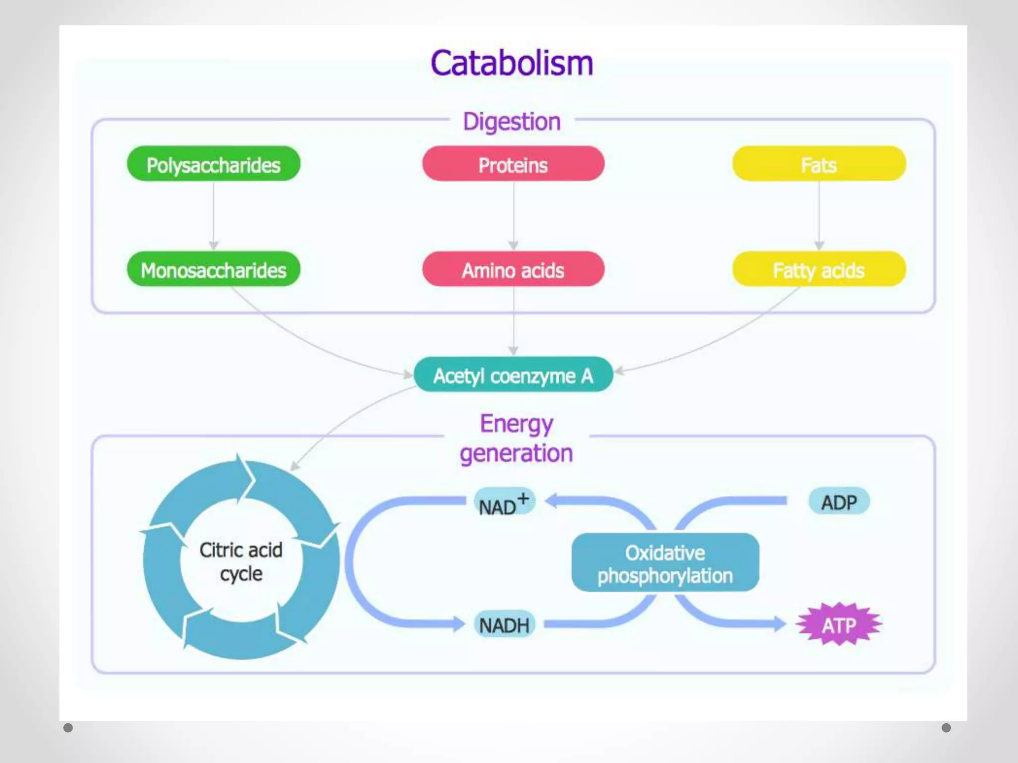 Carbohydrate metabolism | PPT