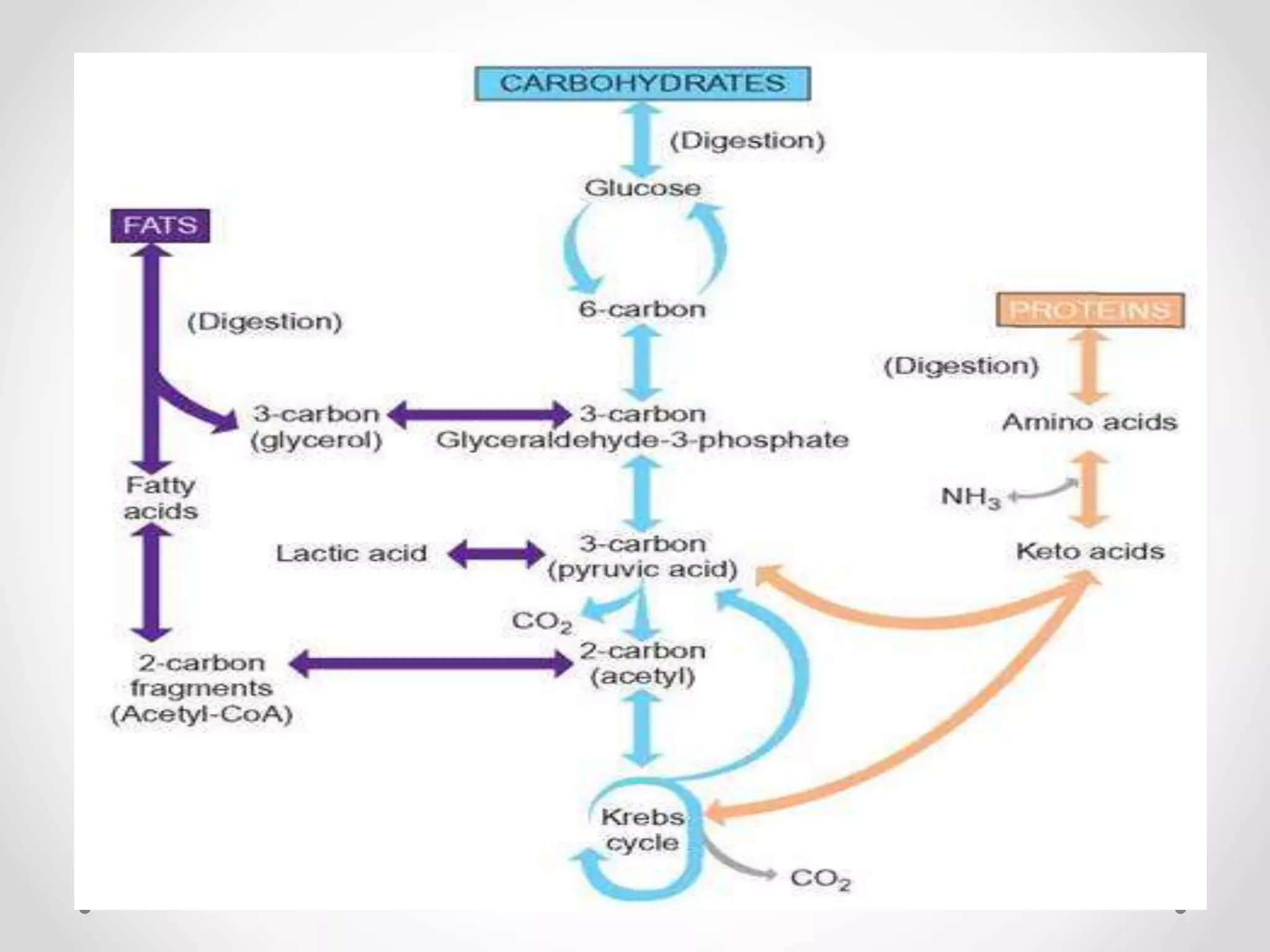 Carbohydrate metabolism | PPT