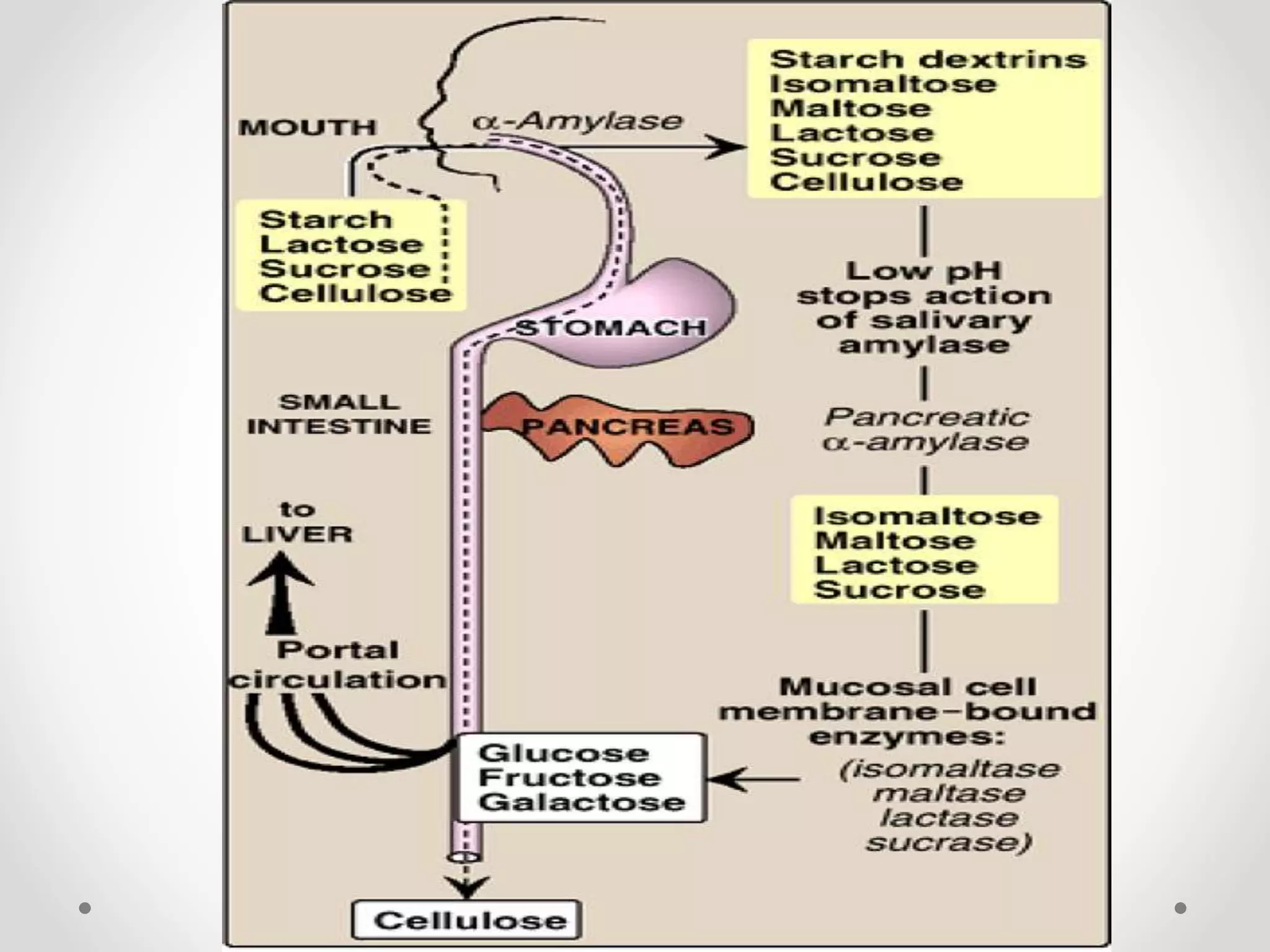 Carbohydrate metabolism | PPT