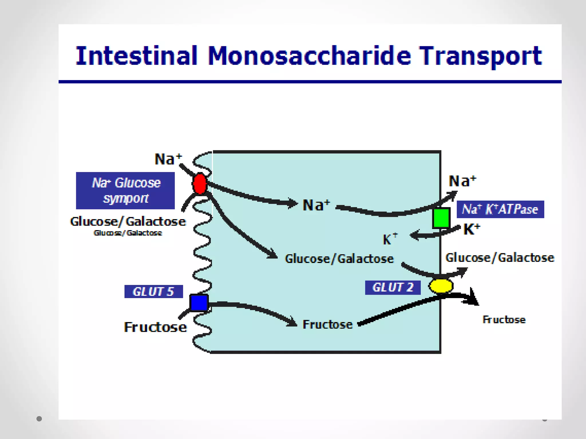 Carbohydrate metabolism | PPT