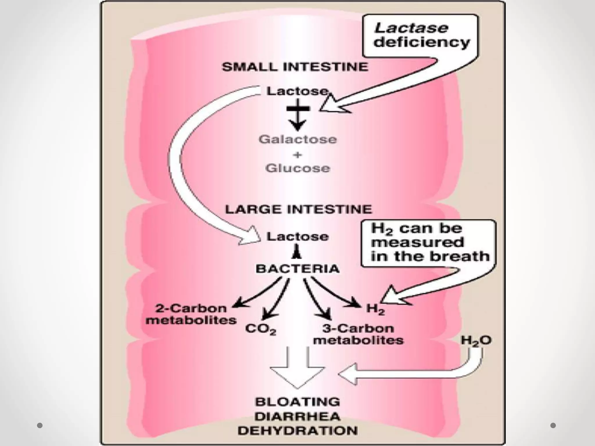 Carbohydrate metabolism | PPT