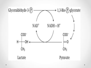 Carbohydrate metabolism | PPTX