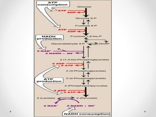 Carbohydrate metabolism | PPTX