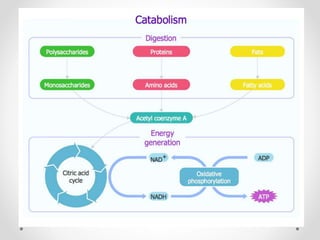 Carbohydrate metabolism | PPTX